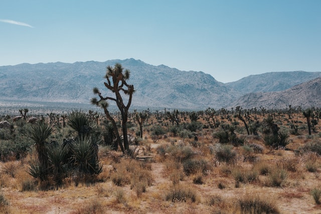 God's Path in the Wilderness - BibleBridge